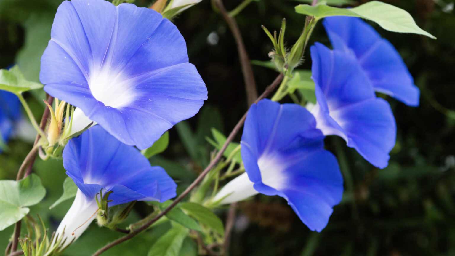 Top Five Japanese Flowers - Akihabara News